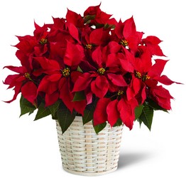 Christmas Flowers and Flower Delivery in Louisville, KY - Victor Mathis ...